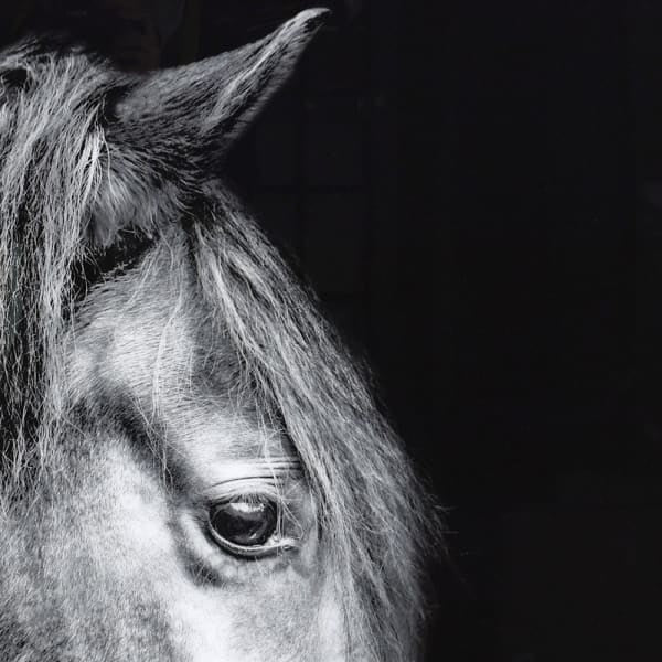 Phantom Steed – The Interiors Barn