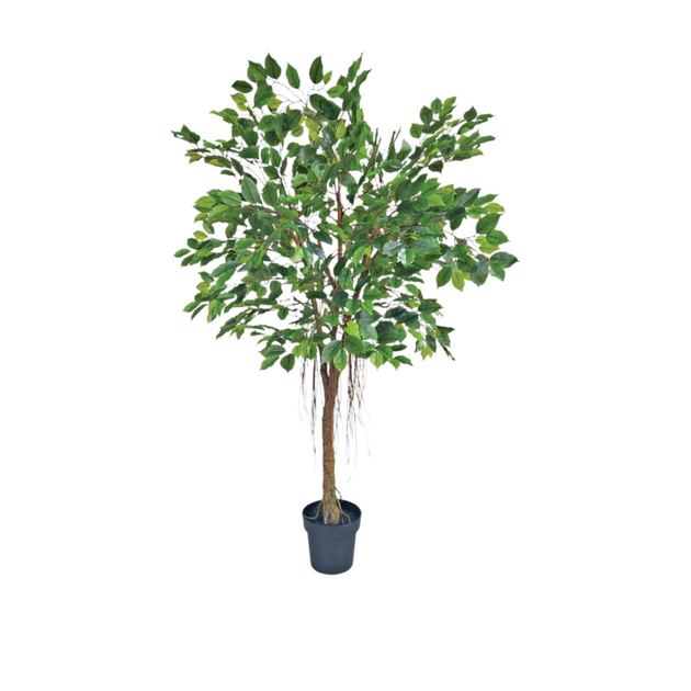 Real Touch Ficus - 150cm – The Interiors Barn