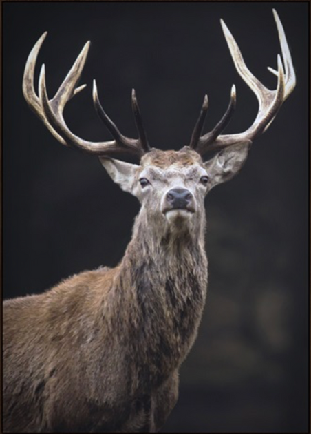 Noble Stag – The Interiors Barn