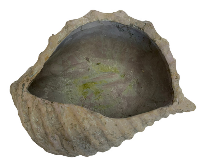 CONCH SHELL OUTDOOR – The Interiors Barn